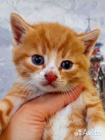 Котей Ярик