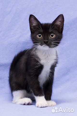 Котята Ника и Юки ищут дом