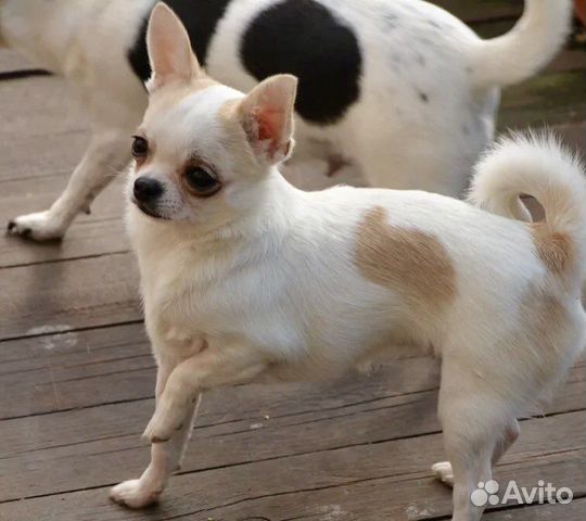 Щенки чихуахуа mini и micro РКФ