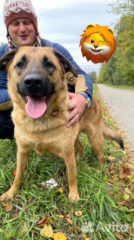 Собака в добрые руки