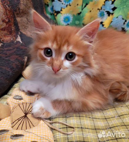 Котенок Брауни ищет дом