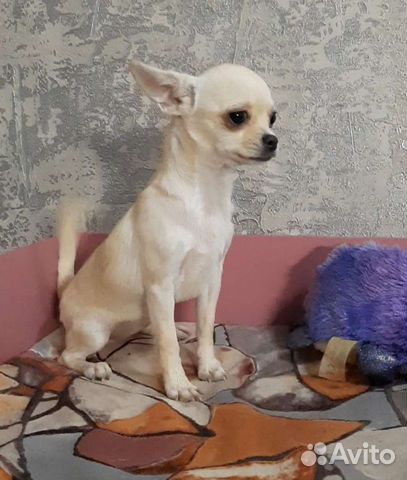 Щенки чихуахуа