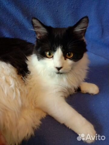 Котенок Эмиль