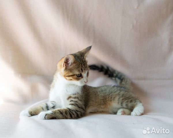 Котёнок-мальчик Трюфель, 5 месяцев