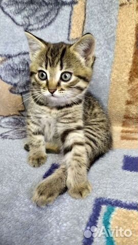 Британские котята