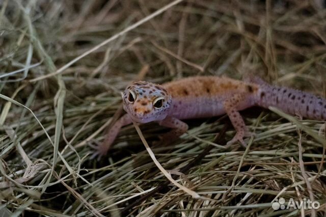 Малыши эублефары 2021