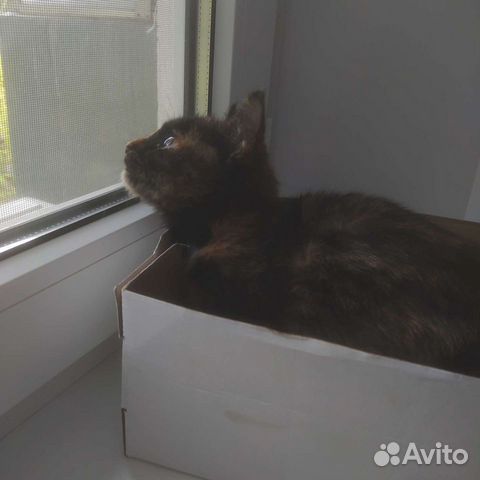 Котенок милый
