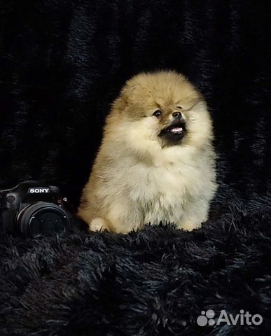 Ком шерсти девочка Меда