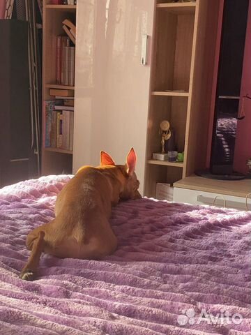 Цвергпинчер бесплатно