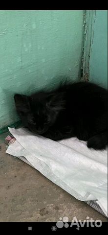 Котенок в подьезде