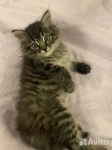 Котенок 1,5 мес