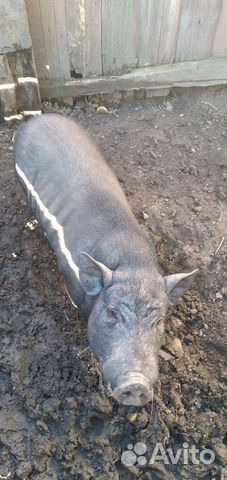Продам свинью