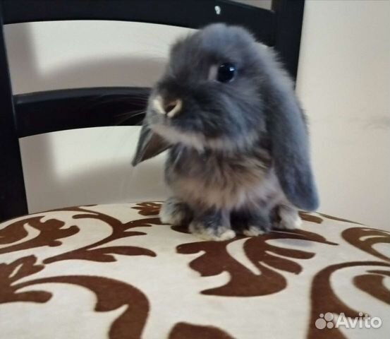 Оттер голубой. Девочка. Карликовый баран