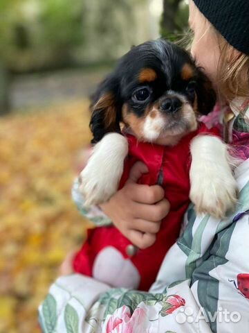 Девочка Кинг