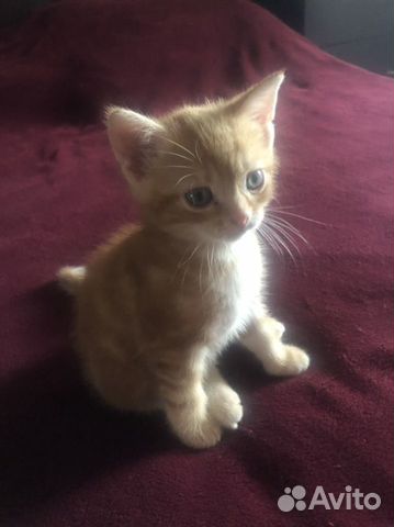 Рыжий котенок