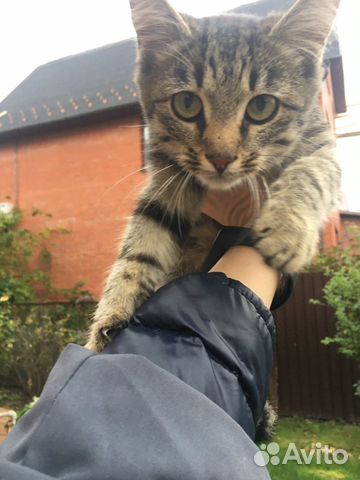 Котенок мальчик