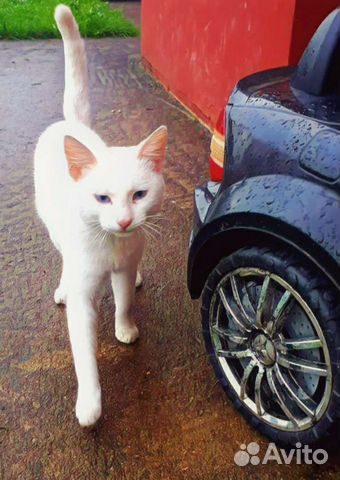 Белый кот Спасение Снежок Гарфилд