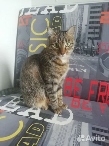 Кошки в добрые руки бесплатно