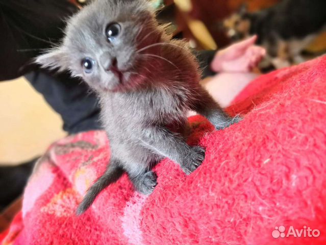 Дымчатый балинез, 2 мес