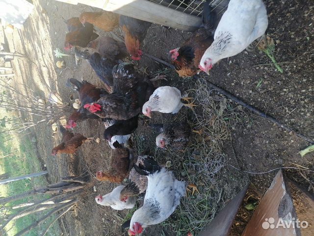 Курочки несушки