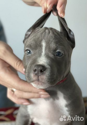 Замечательная девочка амстафф