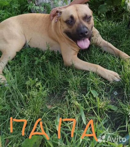 Стаффордширский терьер щенки