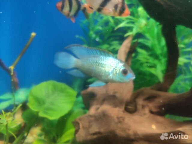 Рыба нанакара