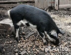 Продаются поросята Венгерской мангалицы