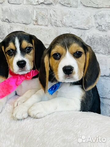 Щенки бигль