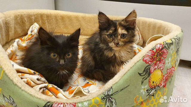 Котята бесплатно