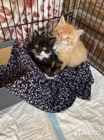 Котята в добрые руки бесплатно