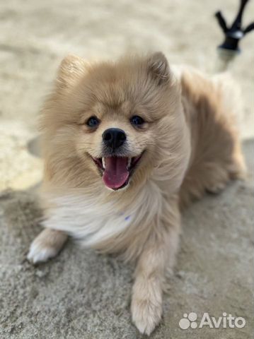 Немецкий шпиц вязка