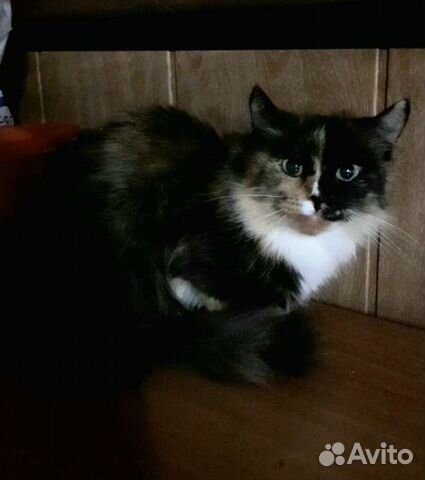 Молодая кошечка 2 года в дар