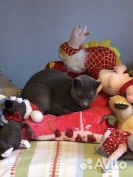 Отдам кошку породы Русская голубая