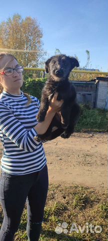 Щенок Мальчик маленькой породы