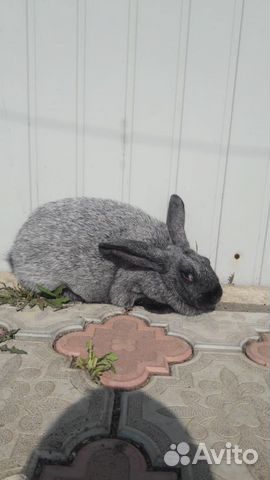 Полтавское серебро