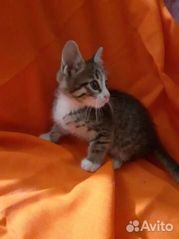 Спасённому крохотульке нужен дом