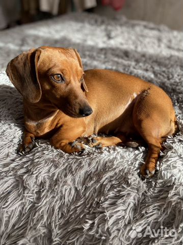 Найдена собака такса или метис таксы