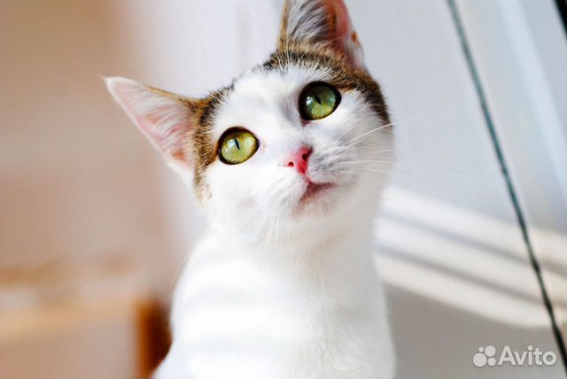 Зеленоглазая красотка Мурка