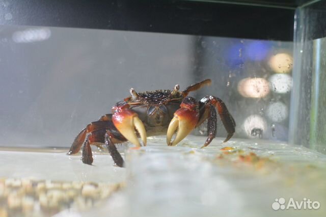 Краб Красный паук