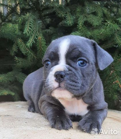 Голубой французский бульдог