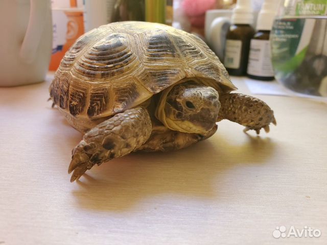 Черепаха сухопутная