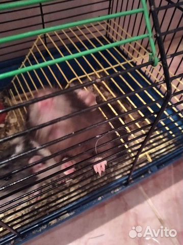 Крыса 2 мальчика продам