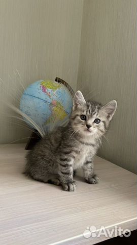 Очаровательный котенок