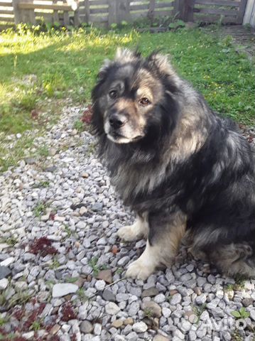 Кавказская овчарка