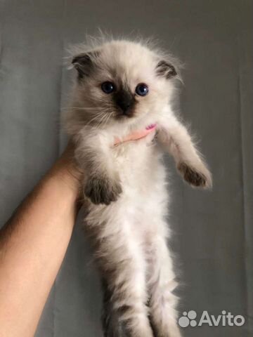 Тайские котятки