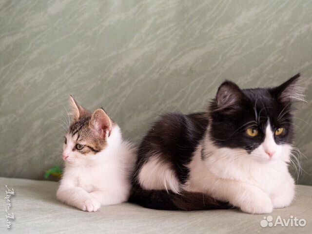 Двоюродные сестры) котята котенок в дар добрые рук