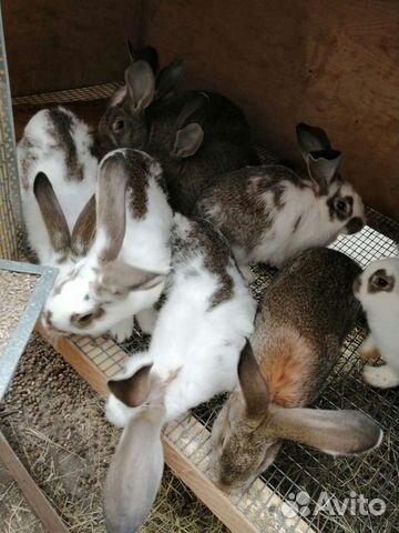 Кролики калифорнийцы и великаны