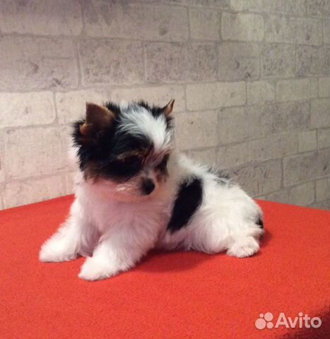 Стандартная девочка с кукольным личиком 2месяца