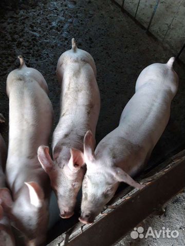 Поросята на племя